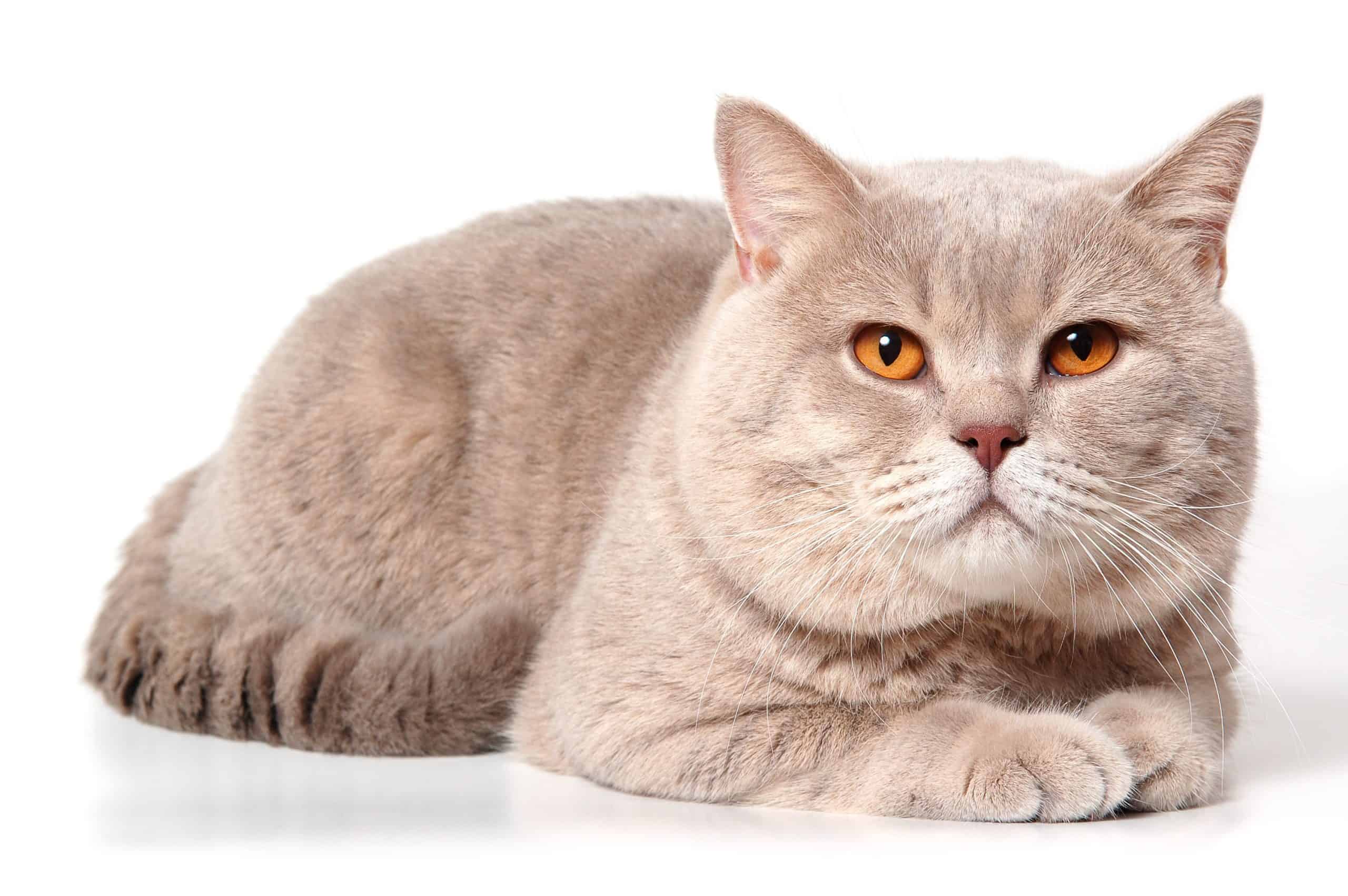 The Rarest Cat Coat Colors And Patterns