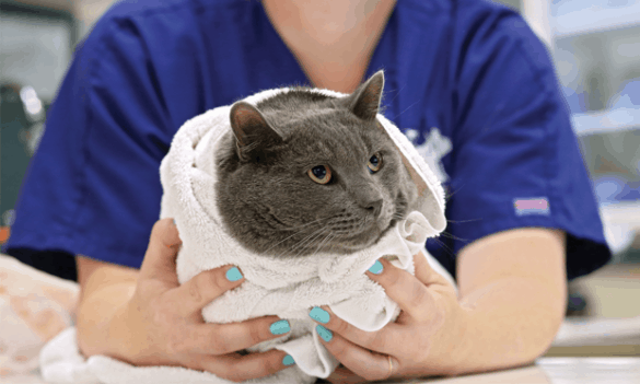 Tips To Safely Restrain Your Cat - Cattitude Daily