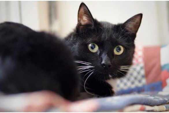 Feline 411: All About Black Cats