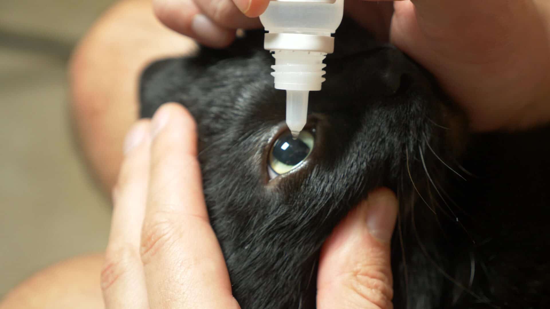 Feline Conjunctivitis: What All Cat Owners Should Know - Cattitude Daily