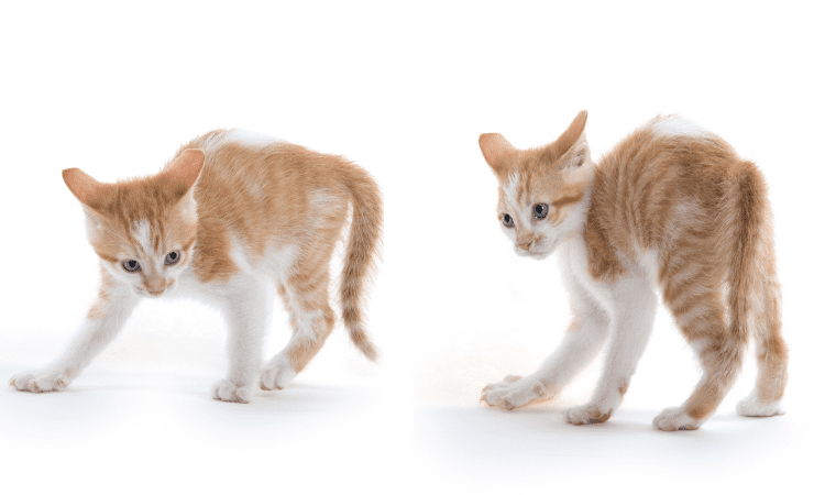 Why Do Cats Do That Silly Sideways Walk? - Cattitude Daily