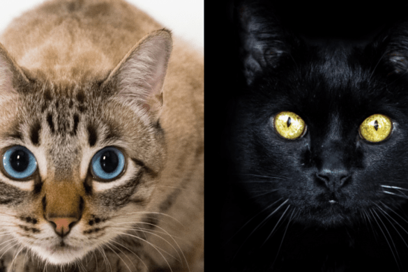 Jaundice in Cats: What You Need To Know - Cattitude Daily