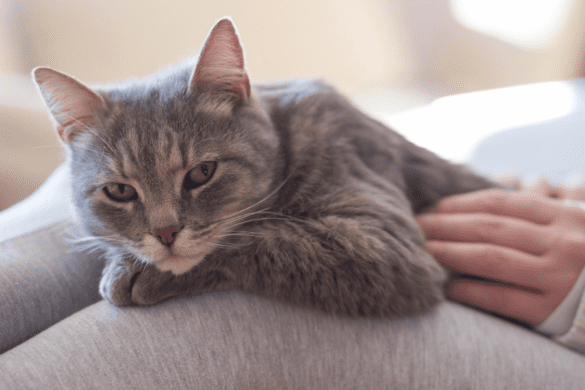 Why Do Tabby Cats Have A Letter "M" On Their Foreheads? - Cattitude Daily