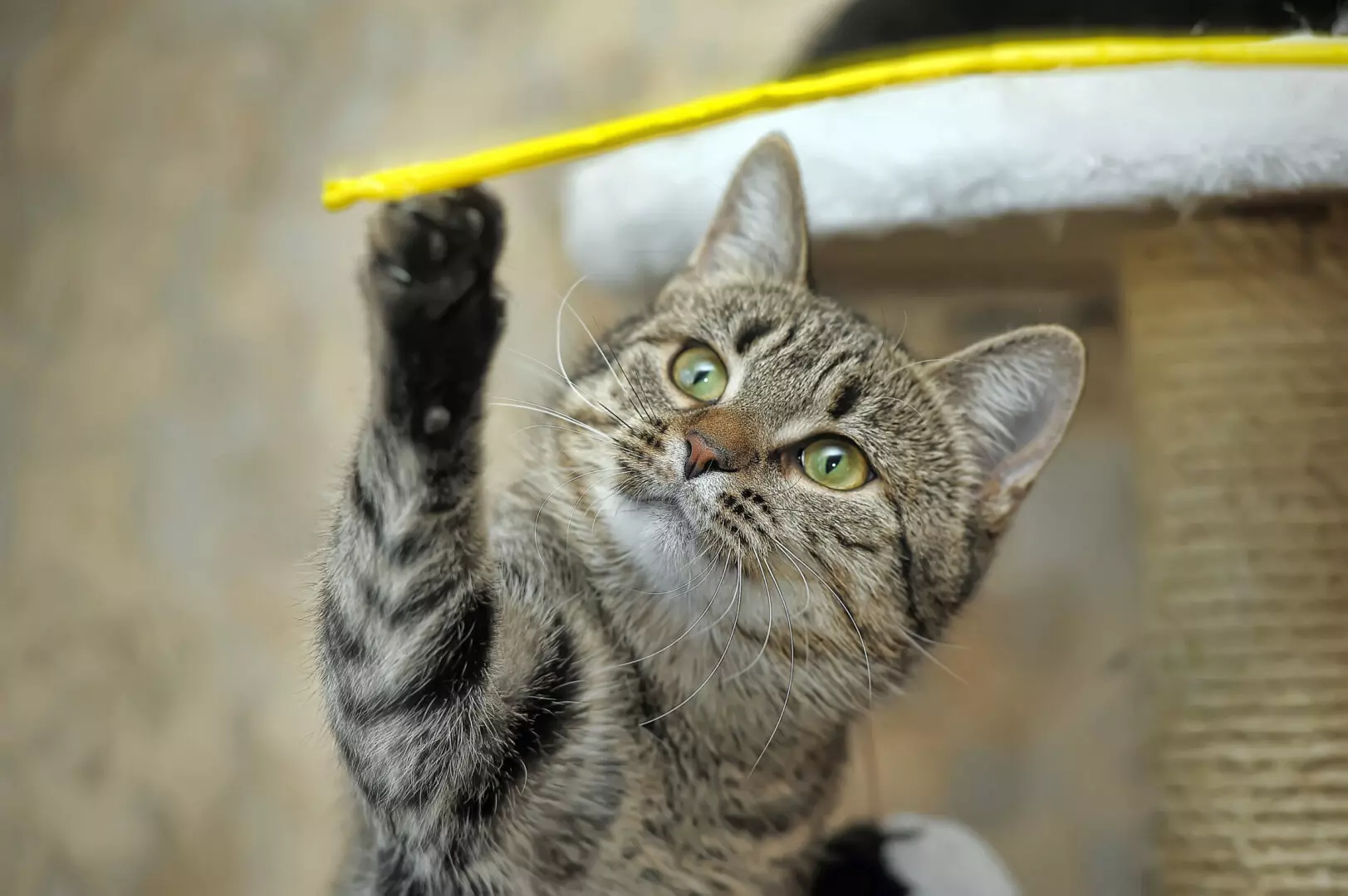 Here's What The Phrase 'Cat-Like Reflexes' Really Means