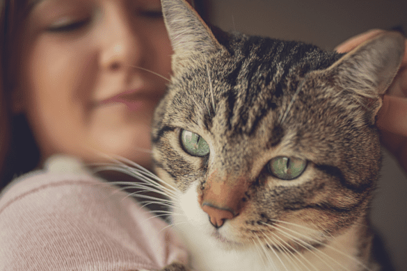 Why Do Tabby Cats Have A Letter "M" On Their Foreheads? - Cattitude Daily