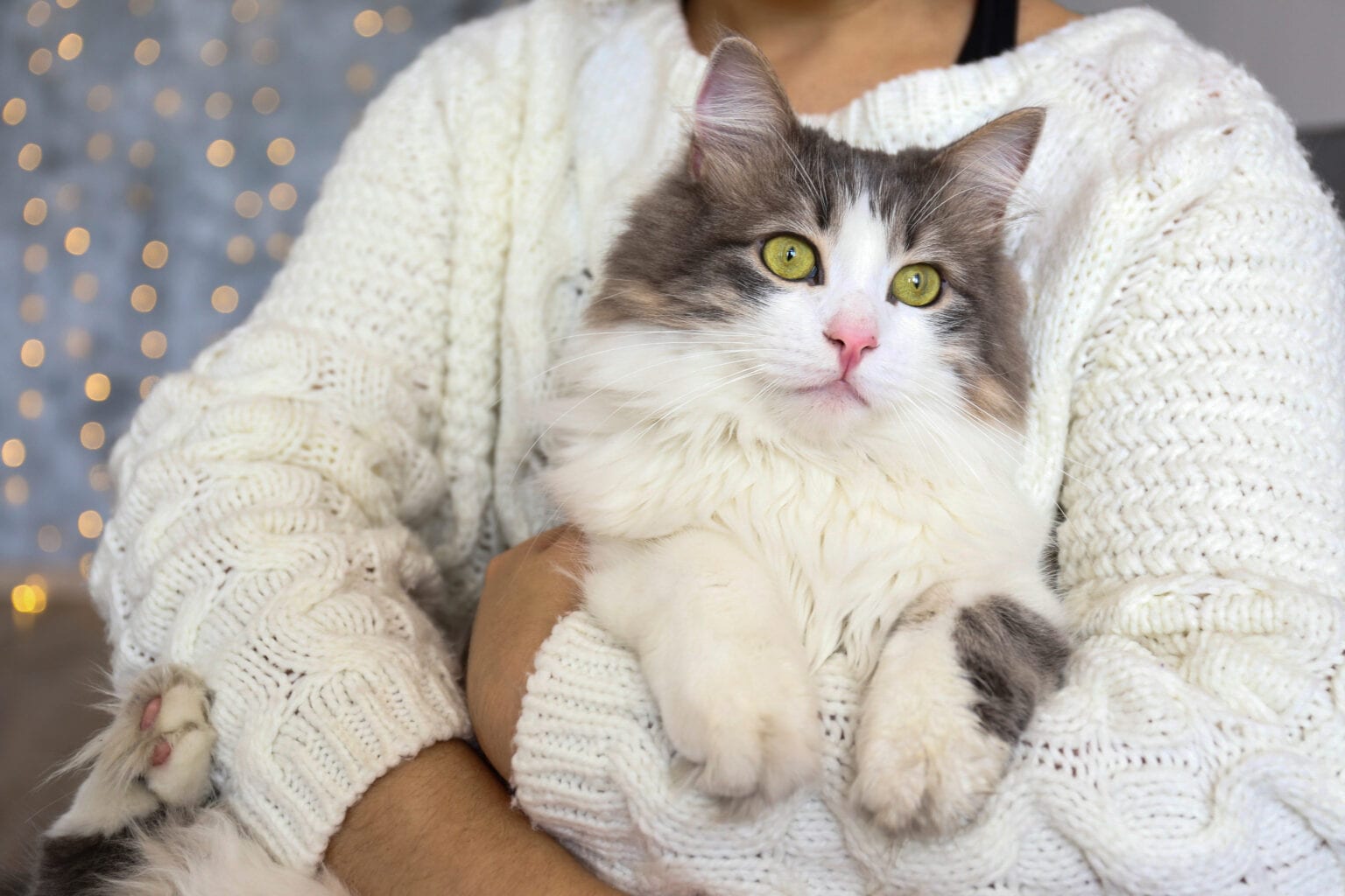 Feline 411: All About The Ragamuffin Cat Breed